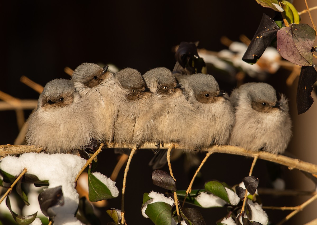 Bushtit (Interior) - eBird