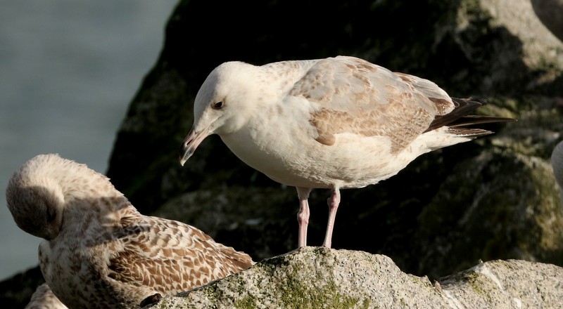 Caspian x Yellow-legged Gull (hybrid) - eBird