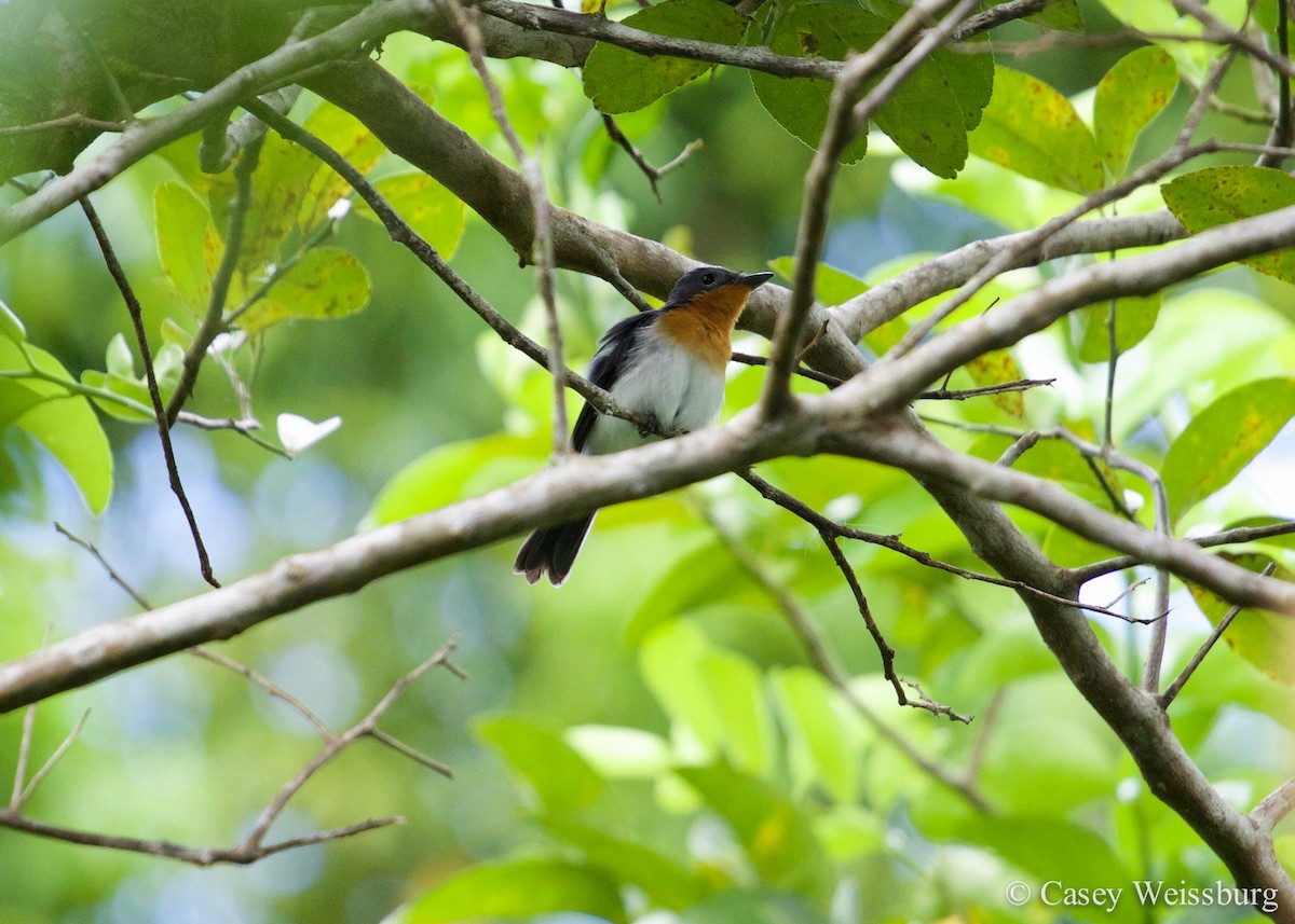 Samoan Flycatcher - Myiagra albiventris - Birds of the World