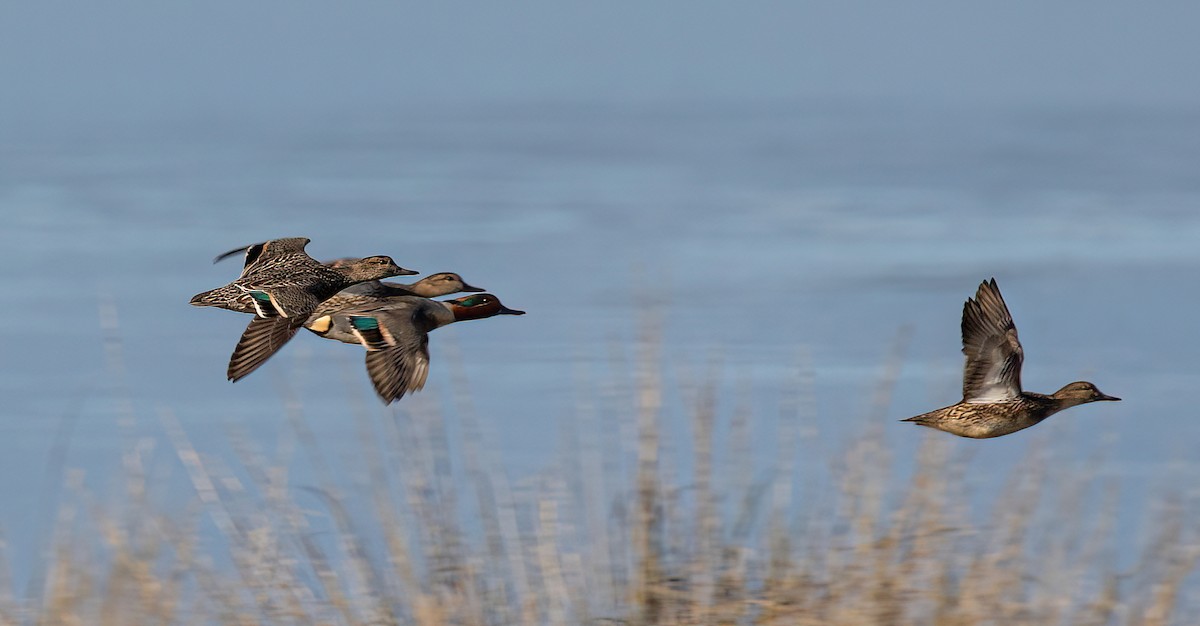 eBird Checklist - 19 Jan 2023 - Nelson’s Sparrow vigil - 18 species