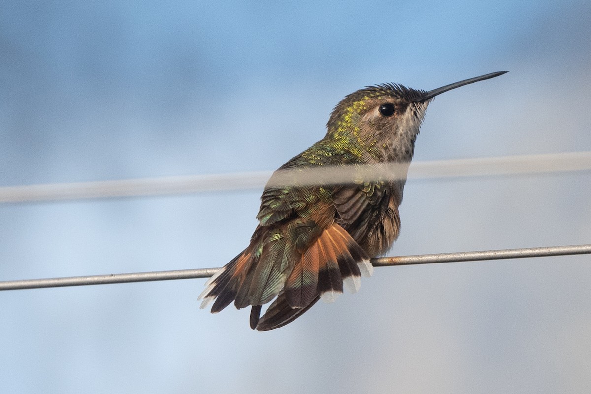 eBird Checklist - 10 Dec 2022 - Carmel Hamlet - 2 species