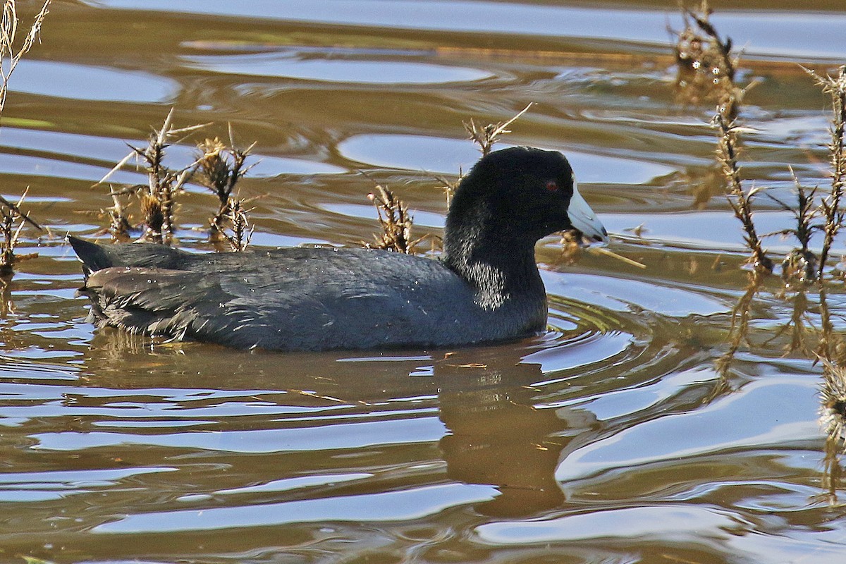eBird Checklist - 19 Jan 2023 - Corral de Tierra--lower (MP 0-3 ...
