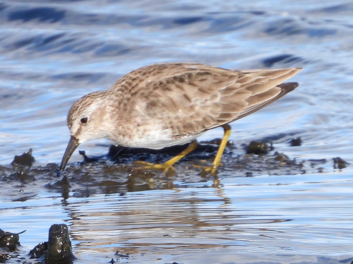 eBird Checklist - 19 Jan 2023 - Piute Ponds (permit required) - 46 species