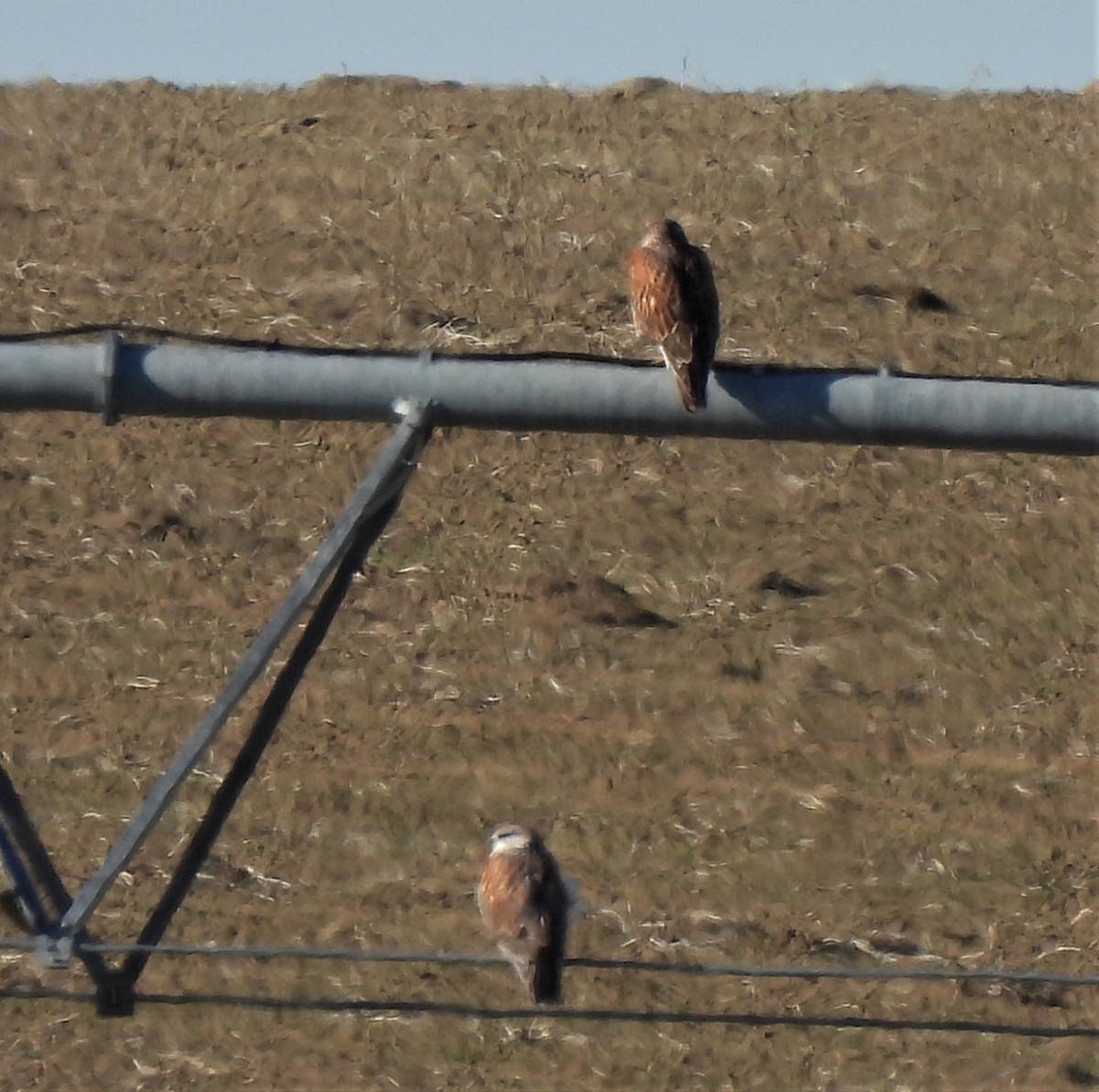 eBird Checklist - 19 Jan 2023 - 76000–76016 Rosenberg Rd, Echo US-OR 45 ...