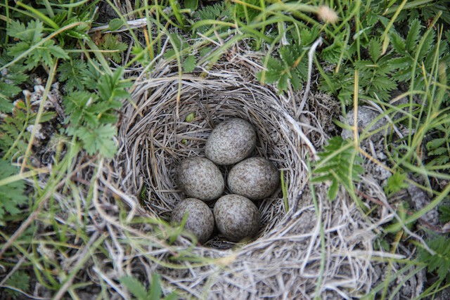Photos - Asian Short-toed Lark - Alaudala cheleensis - Birds of the World