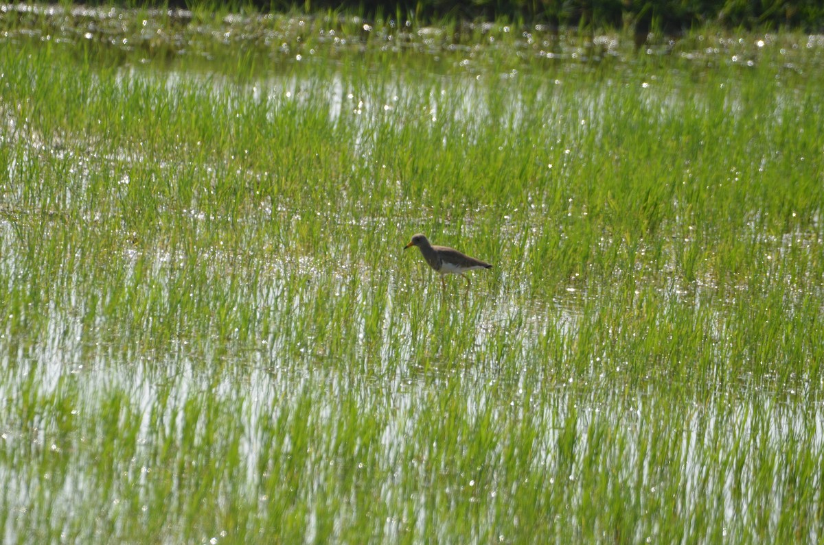 eBird Checklist - 17 Jan 2023 - Putheri Lake - 46 species