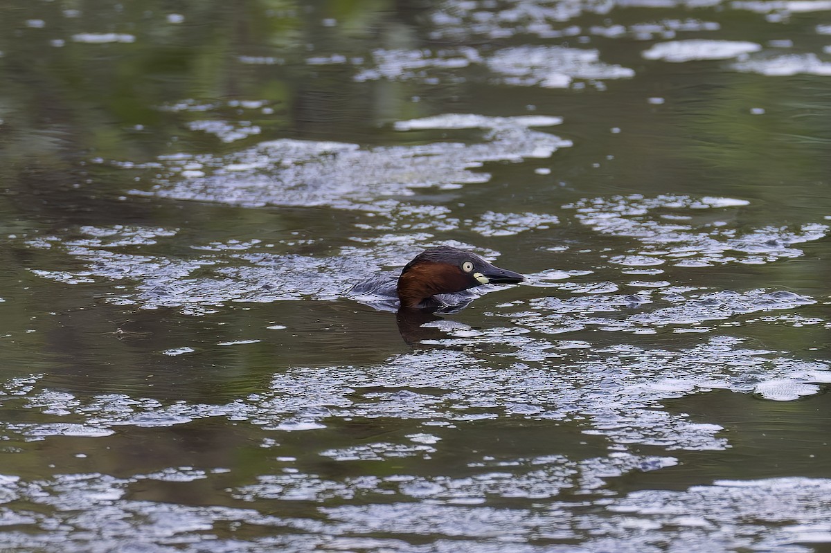 eBird Checklist - 18 Jan 2023 - Pasir Ris Farmway 1 - 5 species