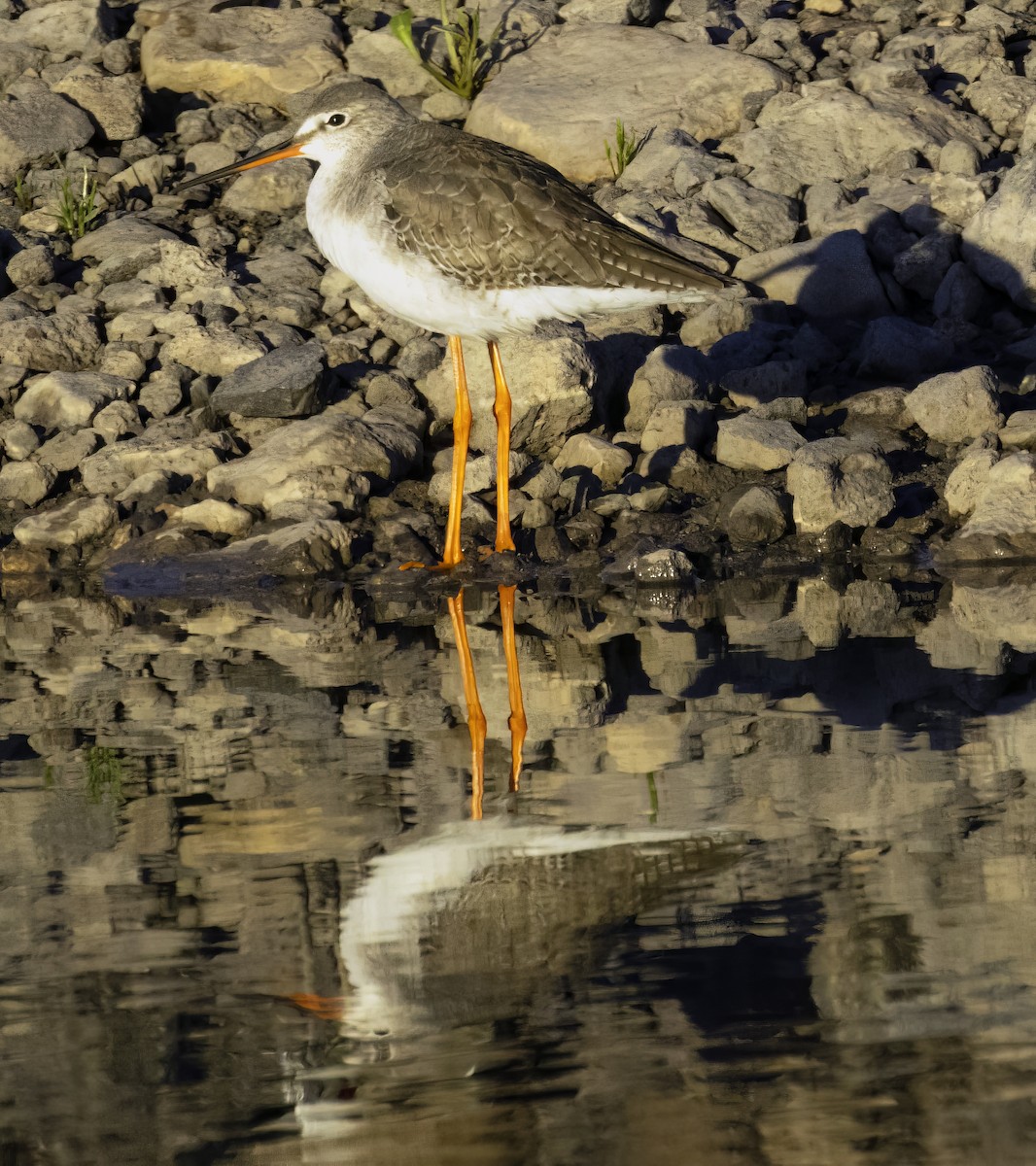 Israel Breeding Bird Atlas Checklist - 20 Jan 2023 - Tel Yosef ...