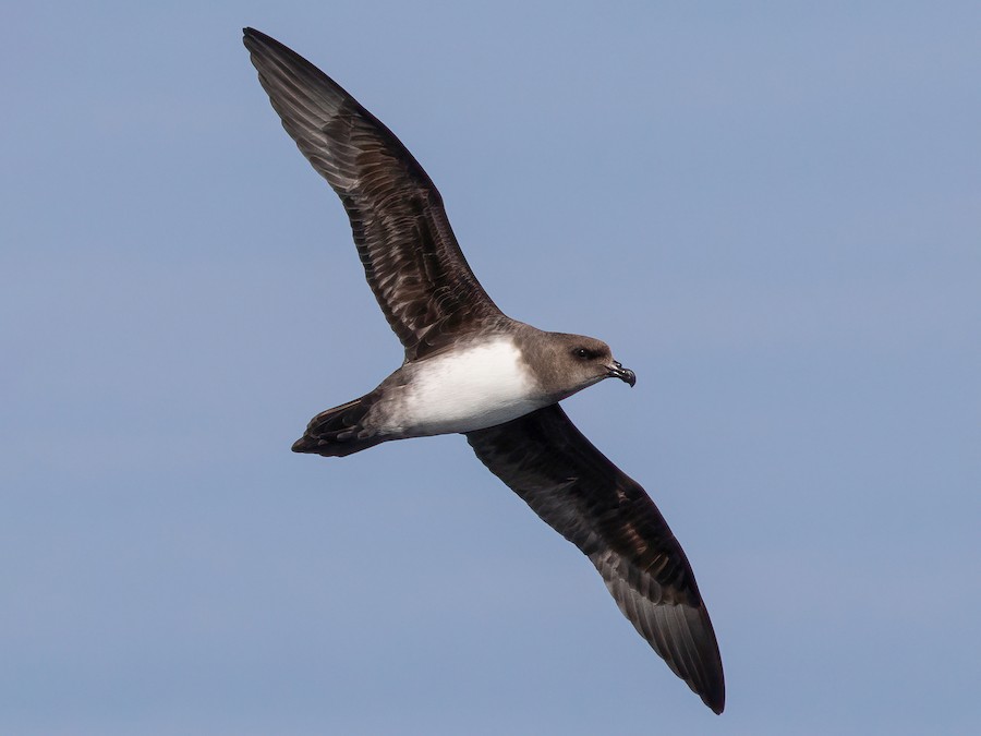 Atlantic Petrel - eBird