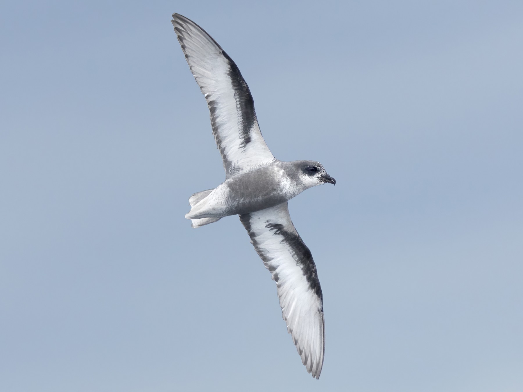 Mottled Petrel - New Zealand eBird