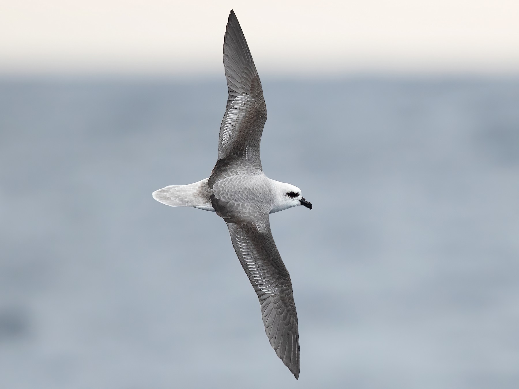 White-headed Petrel - eBird
