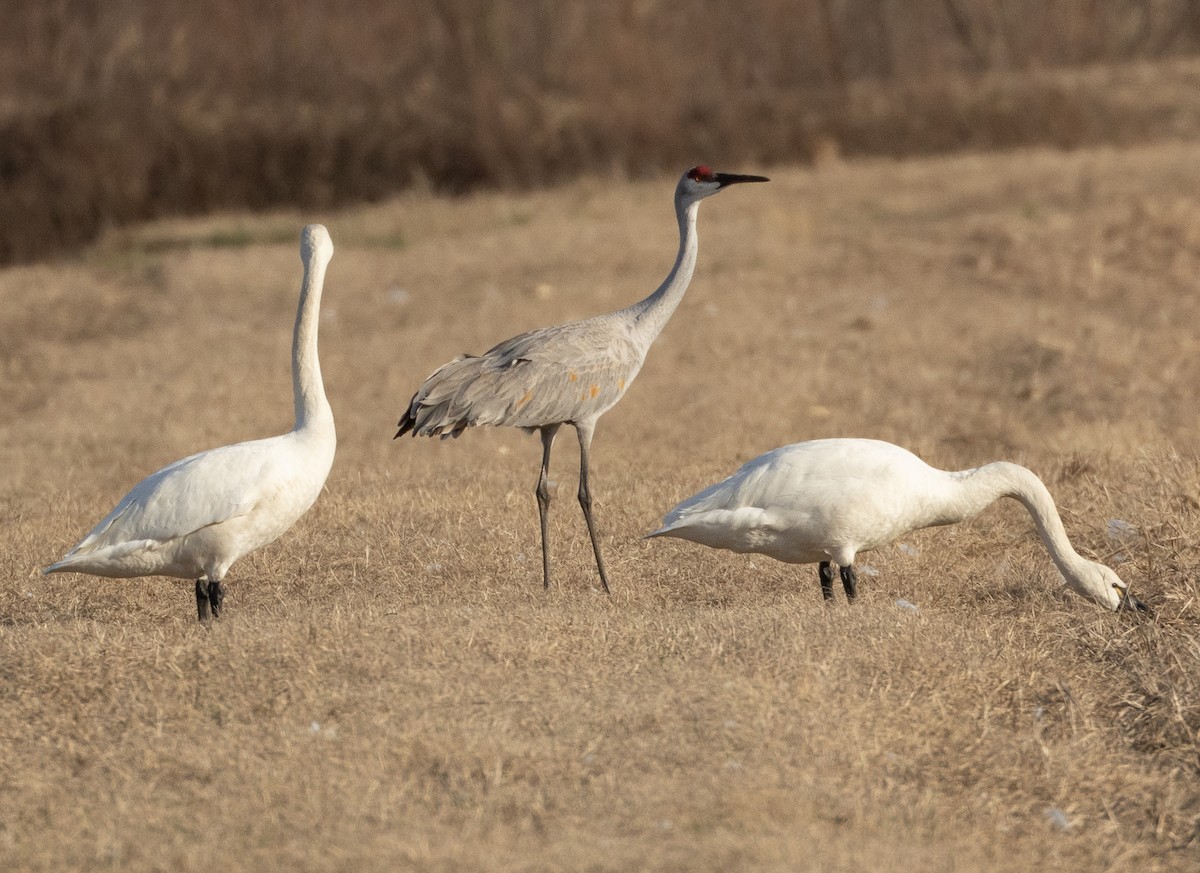eBird Checklist - 19 Jan 2023 - pungo unit of pocosin lakes national ...