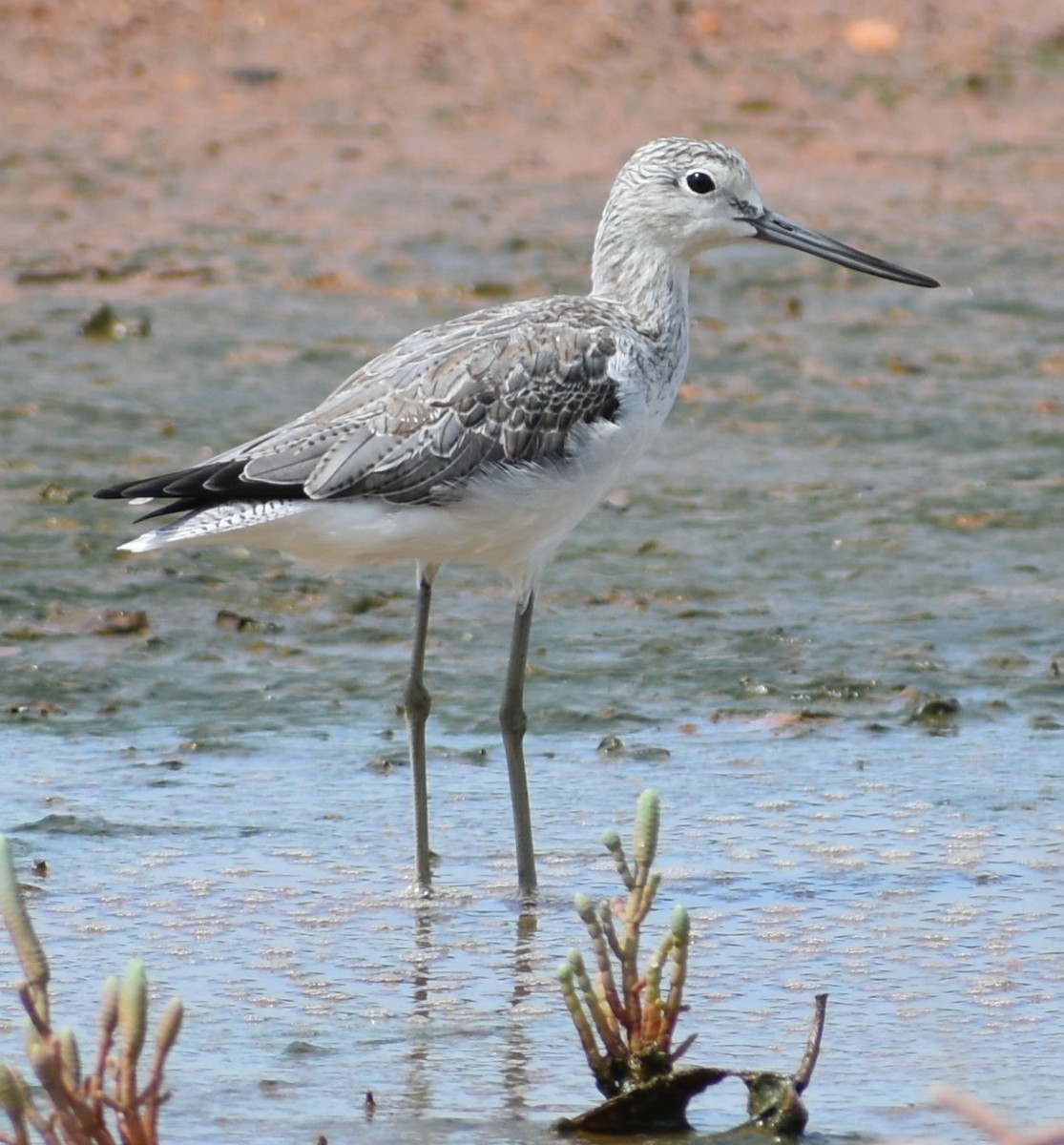eBird Australia Checklist - 21 Jan 2023 - Salt Flat (Spot-on Marine ...