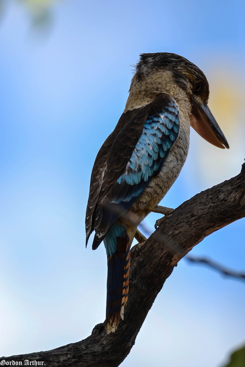 eBird Checklist - 17 Jun 2017 - Nitmiluk National Park--Visitor Centre ...