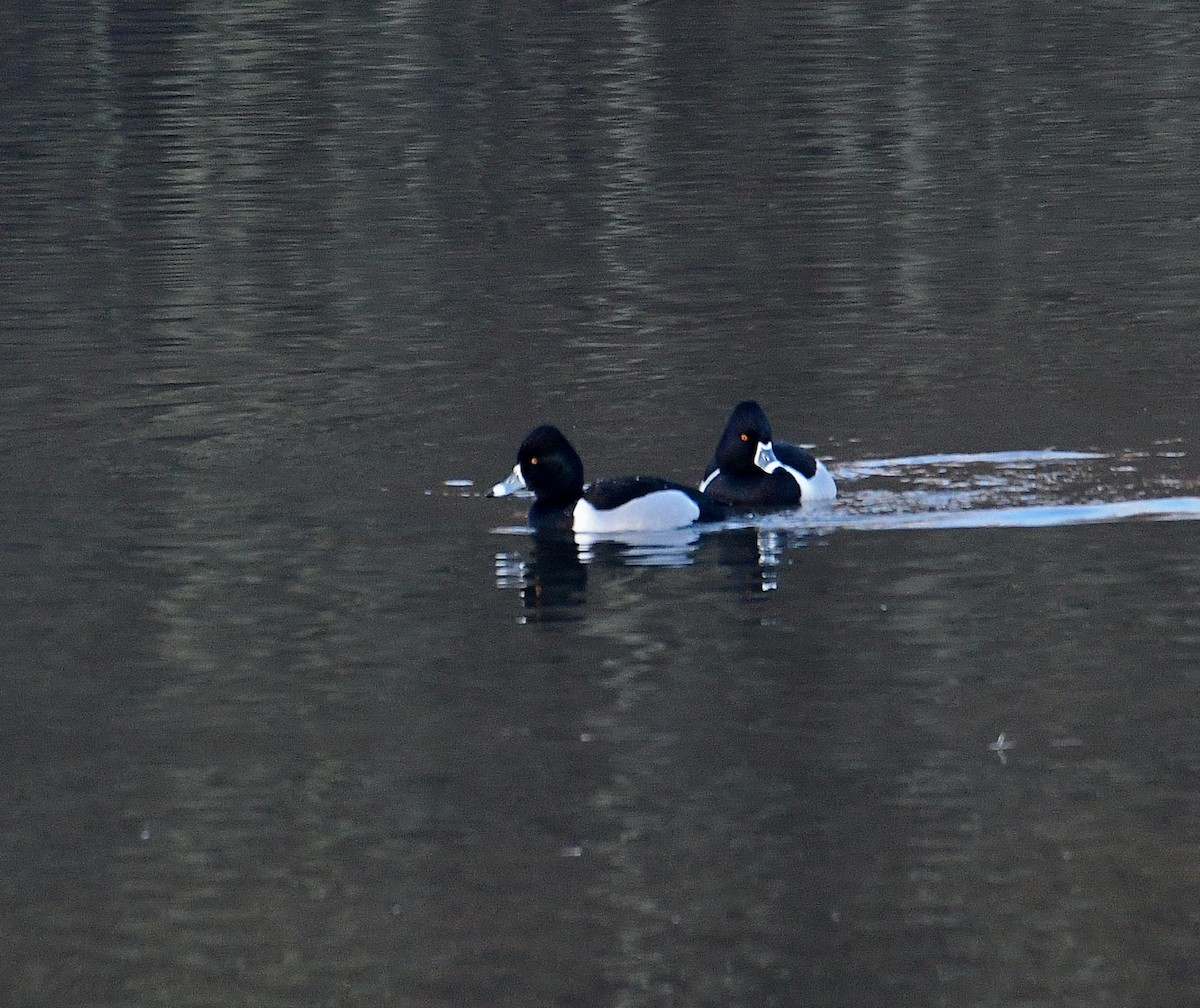 eBird Checklist - 20 Jan 2023 - Tung Ting Pond, Centerport (private ...