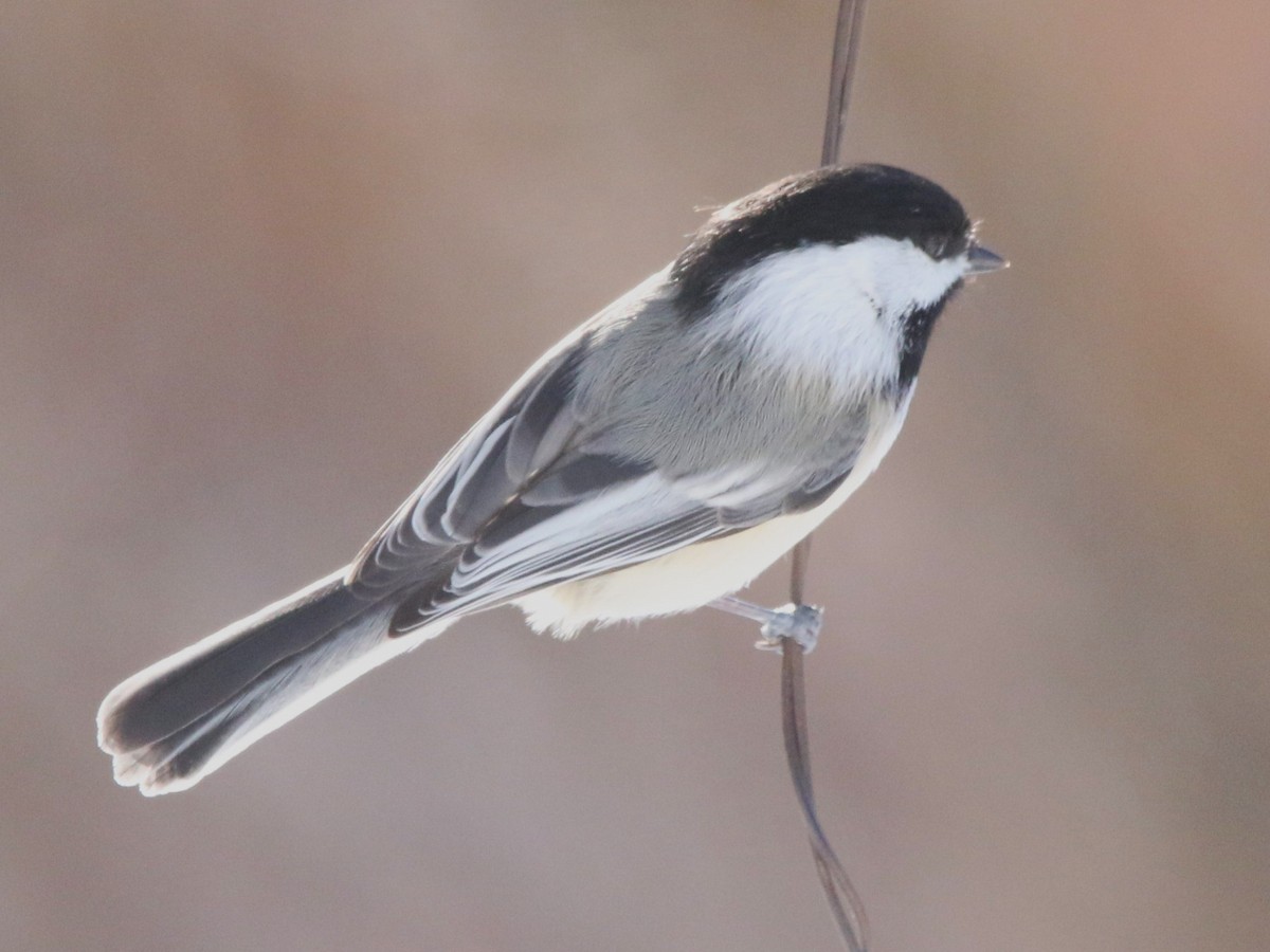 eBird Checklist - 20 Jan 2023 - Triumph - 10 species