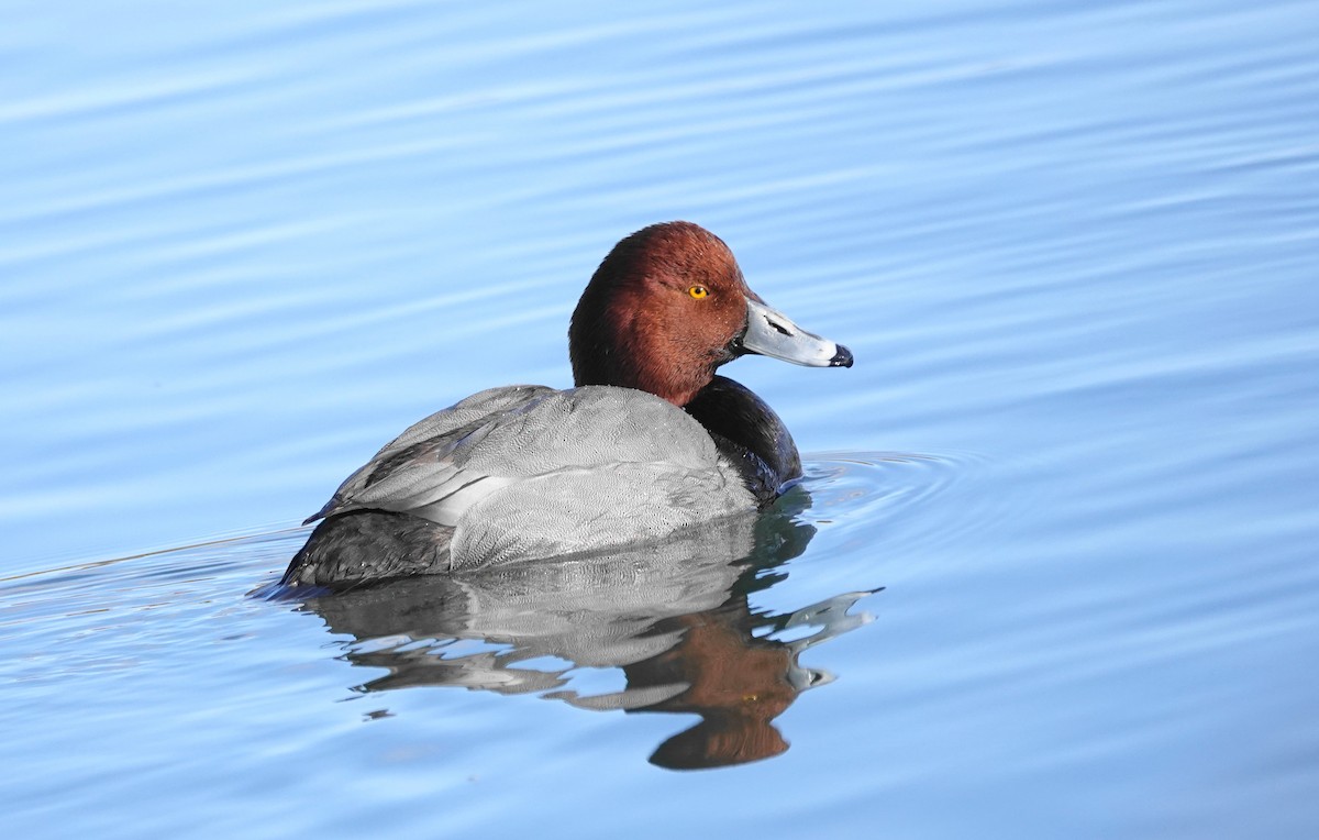 eBird Checklist - 20 Jan 2023 - Razor Ridge Park - 10 species