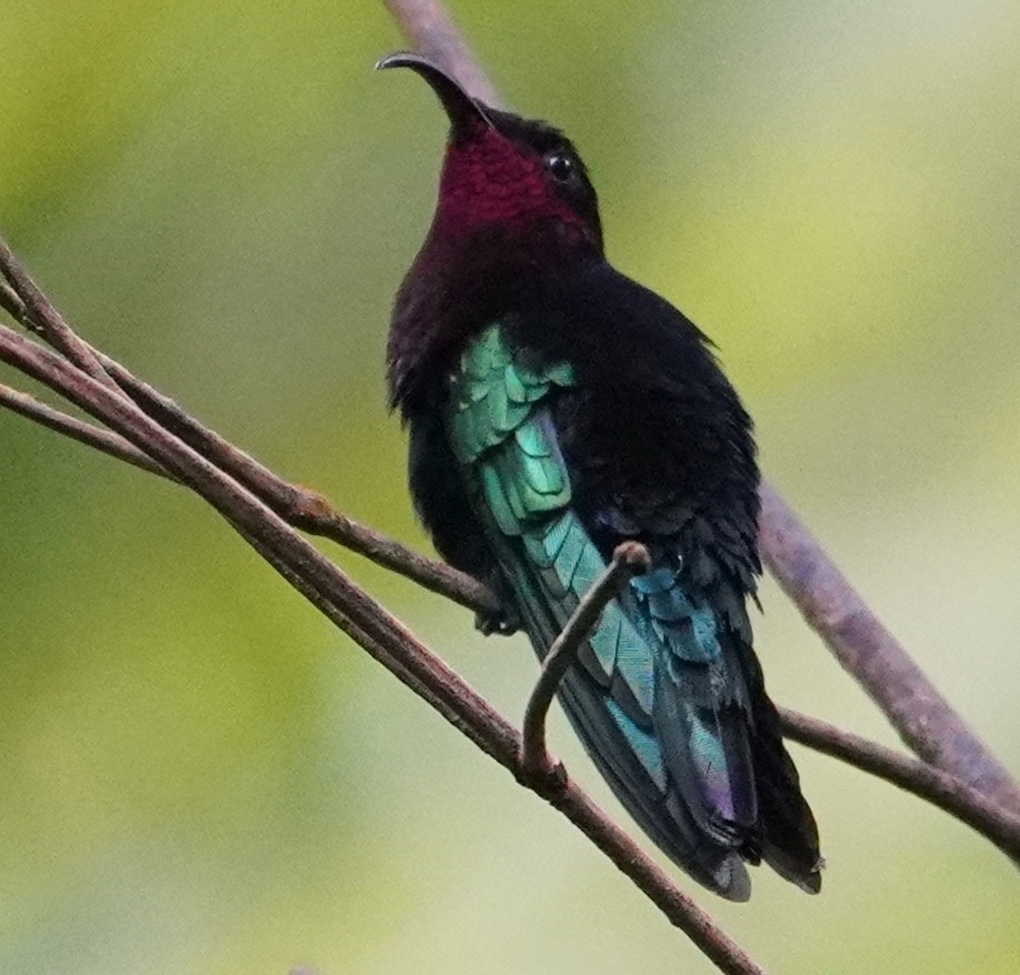 eBird Checklist - 8 Jan 2023 - Canaries - 20 species