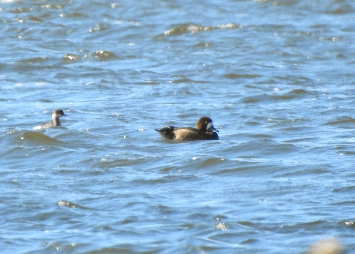 eBird Portugal Checklist - 21 Jan 2023 - RN Lagoas de Santo André e da ...