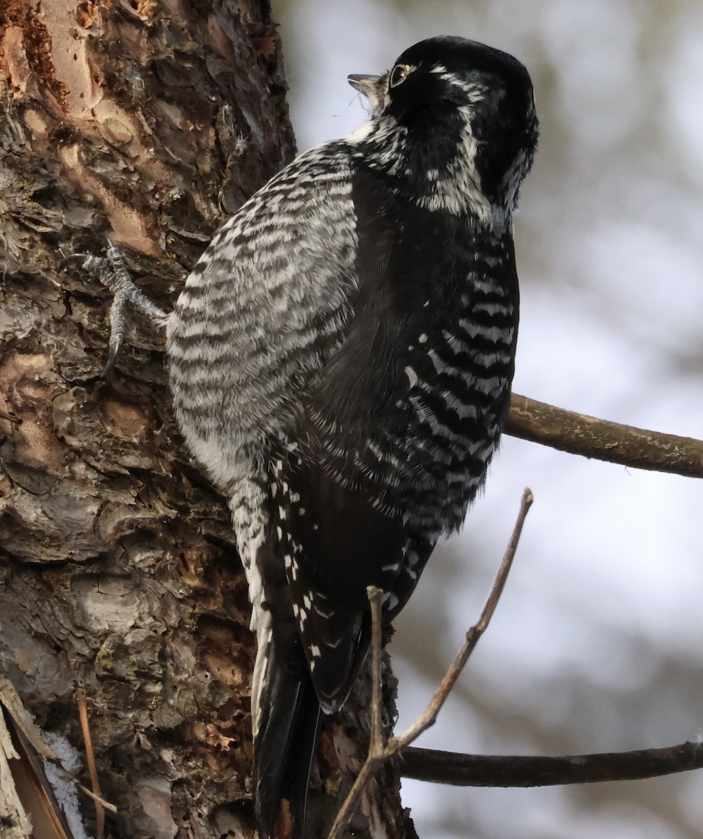 eBird Checklist - 21 Jan 2023 - Ottawa--Stony Swamp (Jack Pine Trail ...