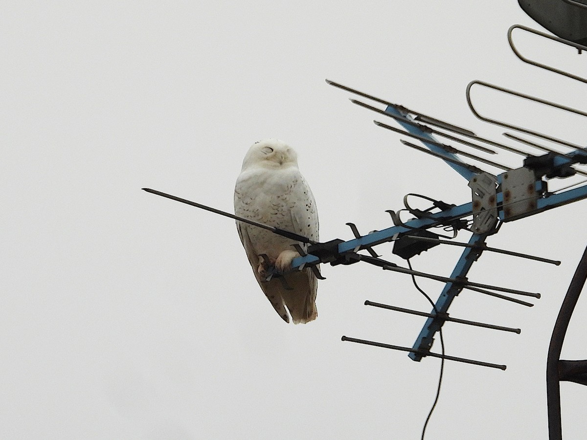 eBird Checklist - 21 Jan 2023 - Munson Highway - 5 species
