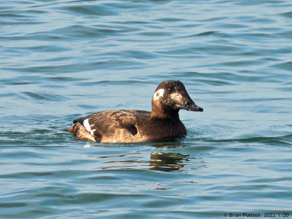 eBird Checklist - 20 Jan 2023 - Iona Island--South Jetty - 18 species