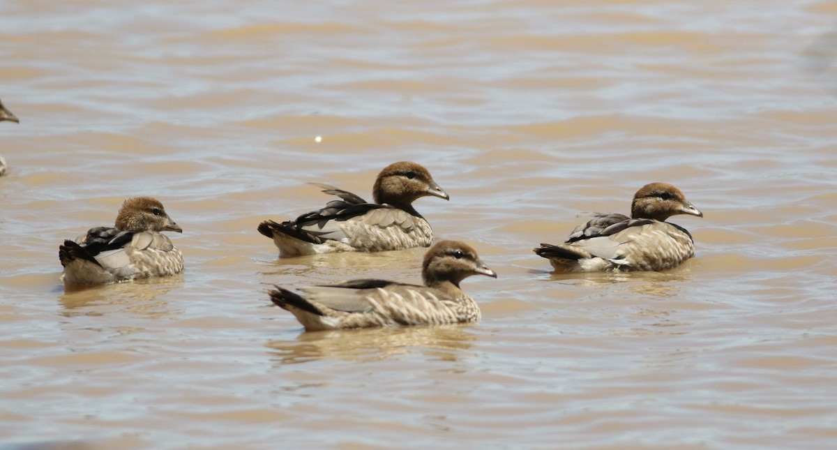 eBird Checklist - 21 Jan 2023 - Narrabri Lake - 38 species