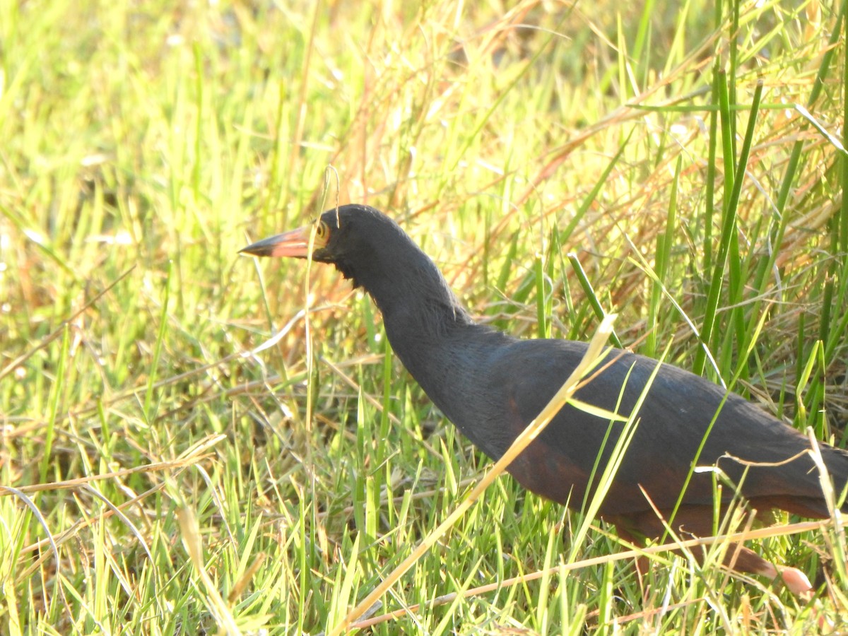 eBird Checklist - 22 Sep 2022 - Moremi Game Reserve--Khwai - 33 species