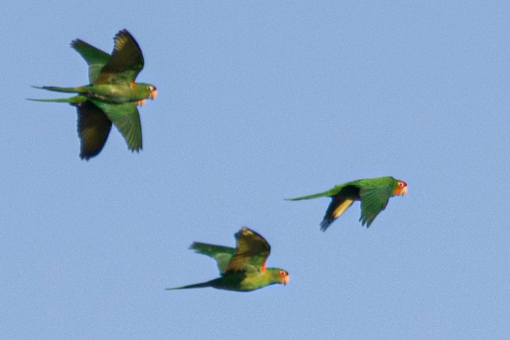 eBird Checklist - 21 Jan 2023 - Nicolas Junior High School, Fullerton ...