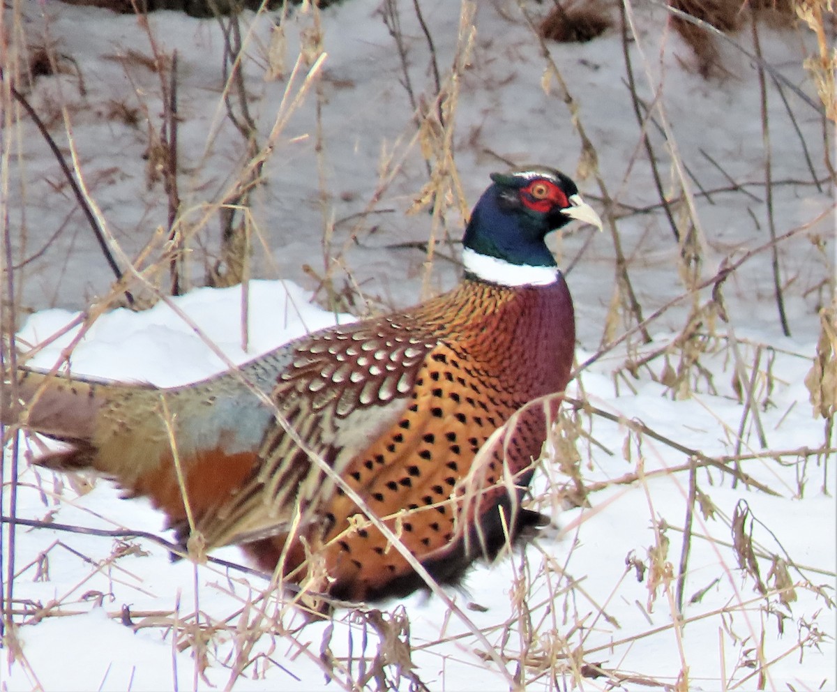 eBird Checklist - 21 Jan 2023 - Pine Road (south of White River Marsh ...