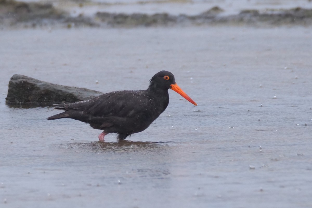 eBird Checklist - 22 Jan 2023 - Long Reef Aquatic Reserve - 16 species