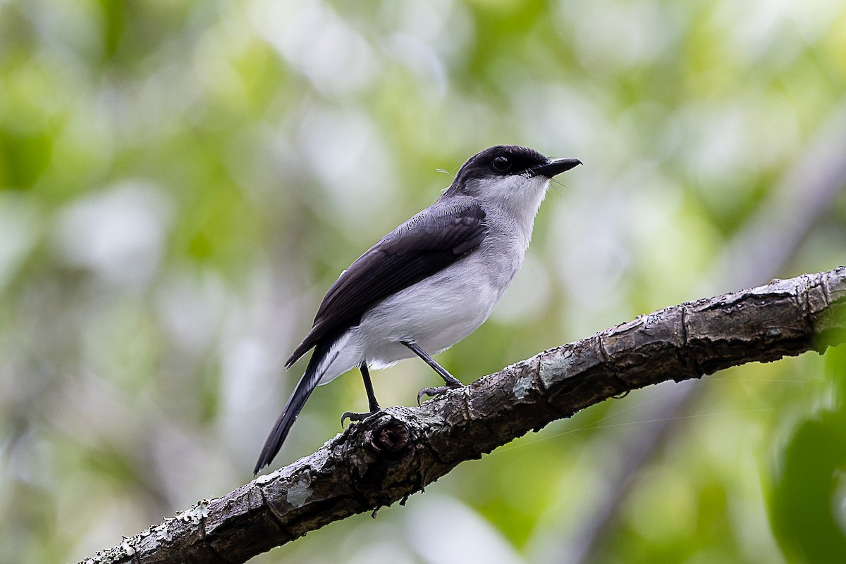 eBird Australia Checklist - 12 Jan 2023 - Cairns Airport--Jack Barnes ...