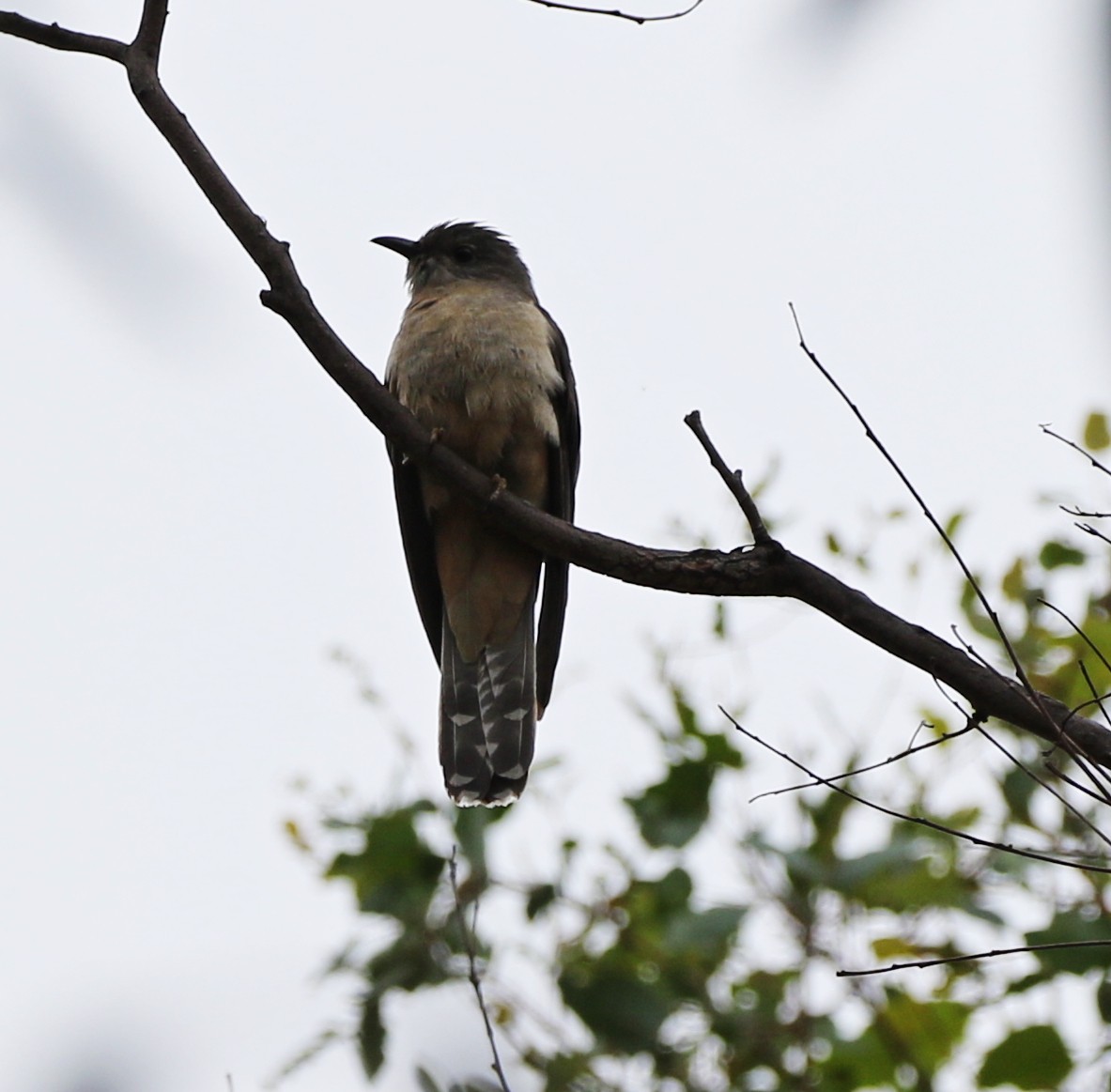eBird Checklist - 22 Jan 2023 - Tidbinbilla Nature Reserve--Flints ...
