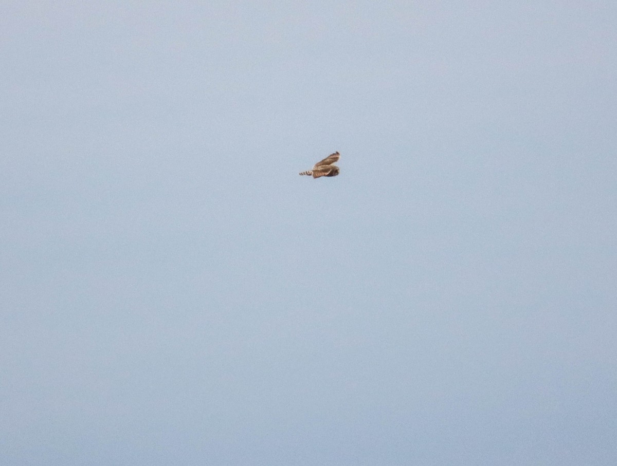 eBird Checklist - 21 Jan 2023 - The Wilds--Zion Ridge Rd. - 4 species