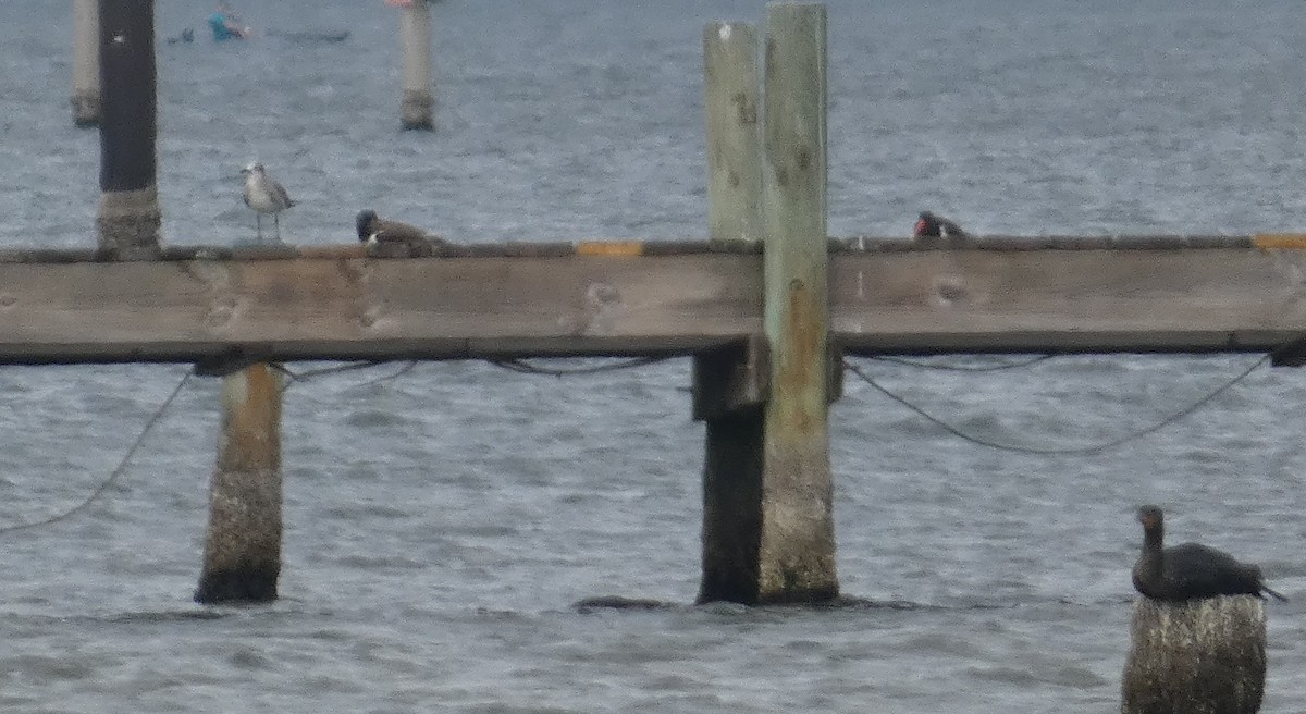 eBird Checklist - 22 Jan 2023 - Fishermans Landing (Grant Co.) - 27 species