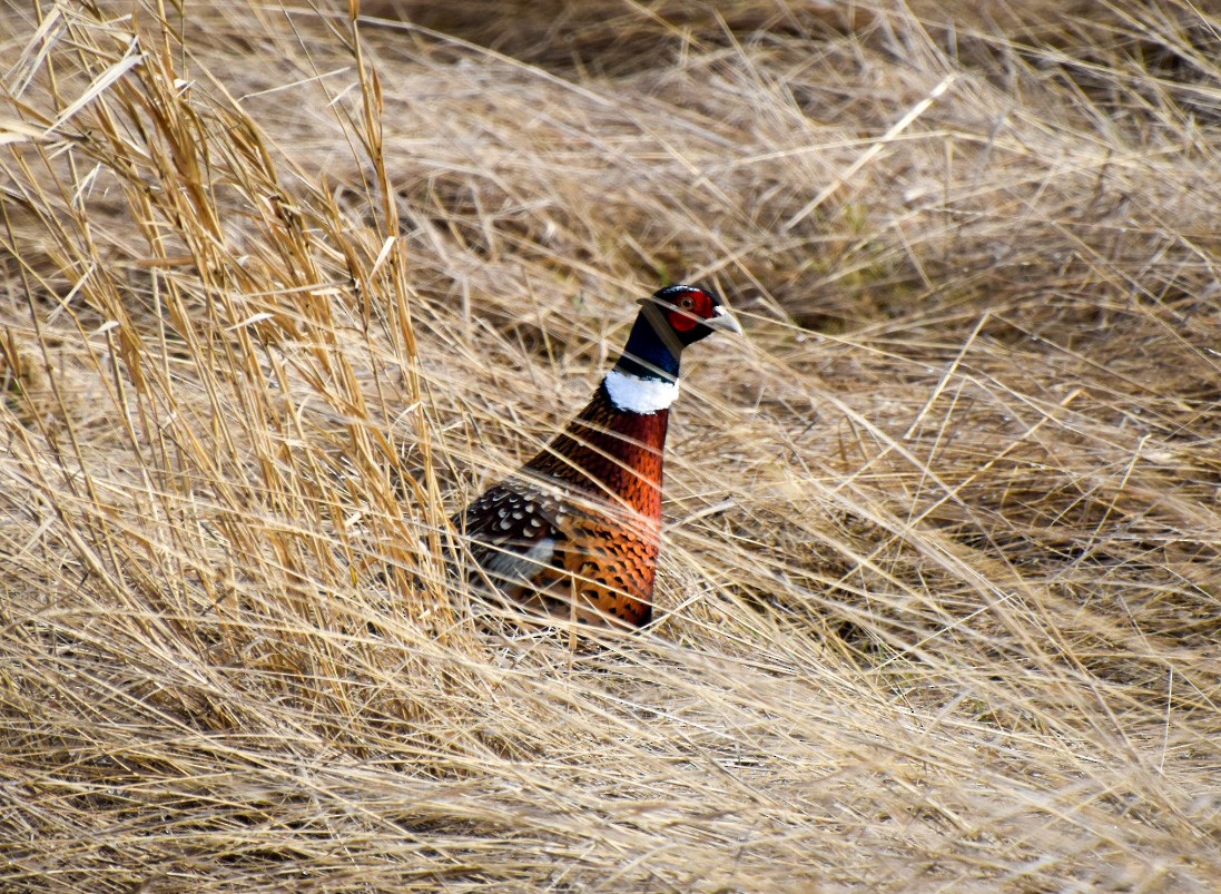 eBird Checklist - 19 Jan 2023 - Samish Flats--East 90 - 6 species