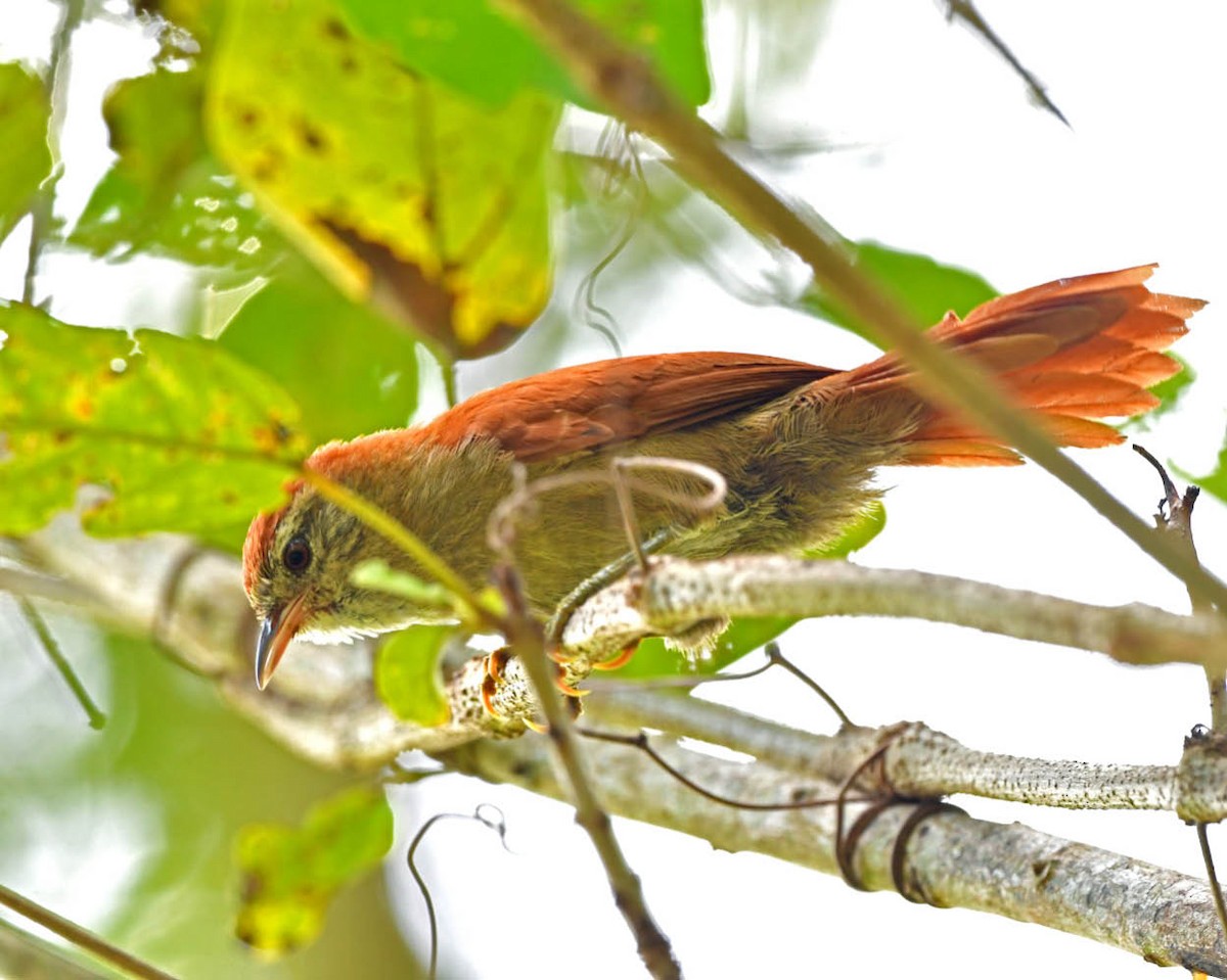 ML527079131 - Rusty-backed Spinetail - Macaulay Library