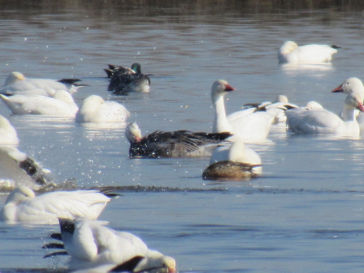 eBird Checklist - 21 Jan 2023 - Merced NWR - 74 species (+1 other taxa)