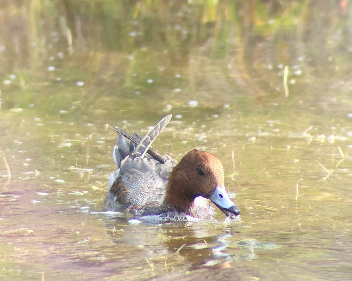 eBird Checklist - 22 Jan 2023 - Kawai'ele State Waterbird Sanctuary ...