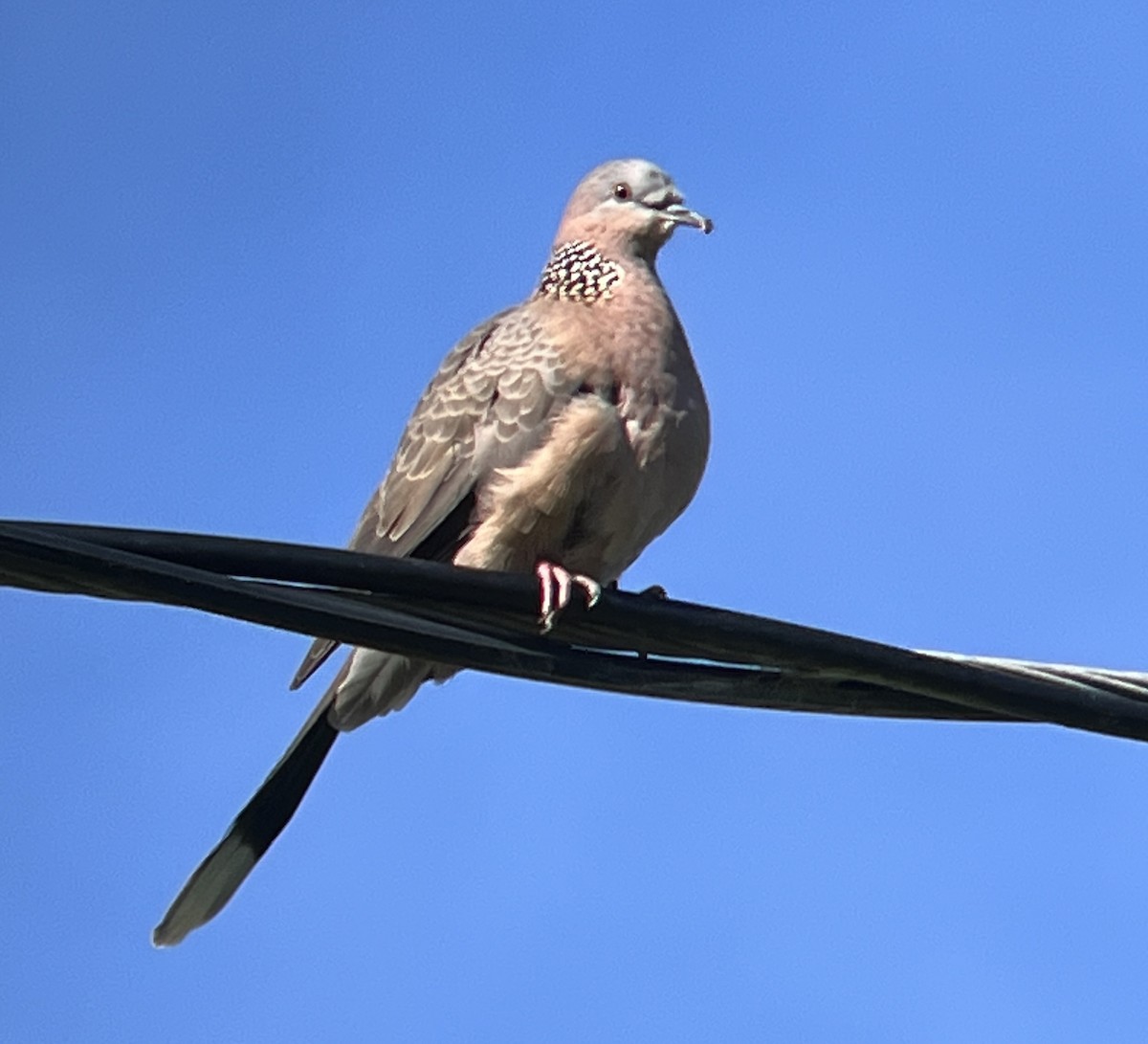 eBird Checklist - 22 Jan 2023 - Santa Catalina Island--Avalon area - 17 ...