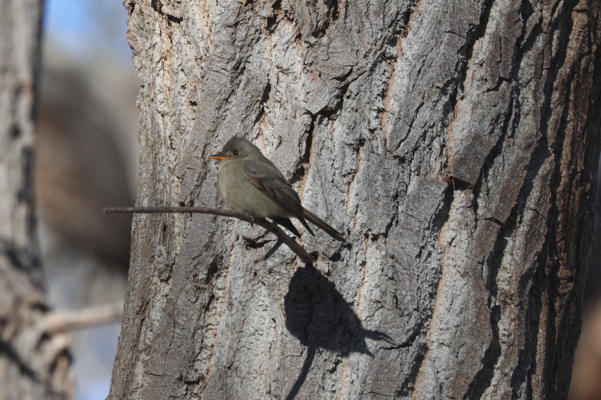 eBird Checklist - 22 Jan 2023 - Becard sighting - 34 species