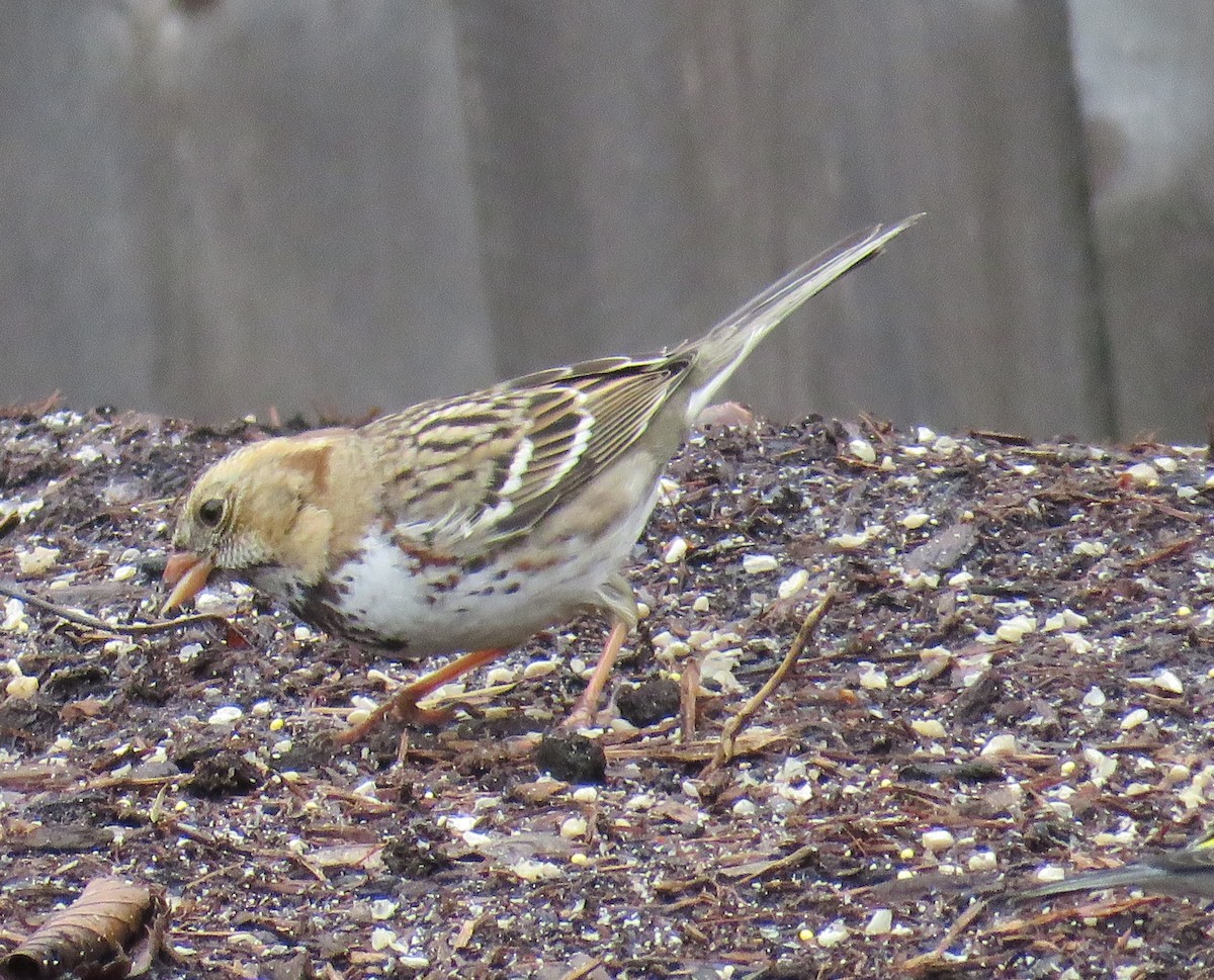 eBird Checklist - 22 Jan 2023 - 132 Grizzly Avenue, Eugene, Oregon, US ...