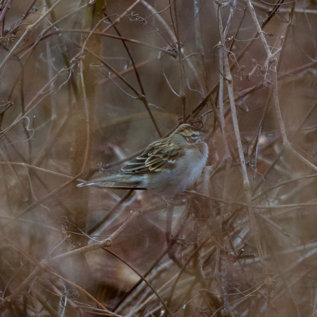 eBird Checklist - 22 Jan 2023 - Cape Island--The Beanery/Rea Farm - 28 ...