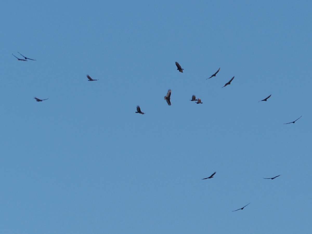 eBird Checklist - 21 Jan 2023 - Piute Ponds (permit required) - 47 ...