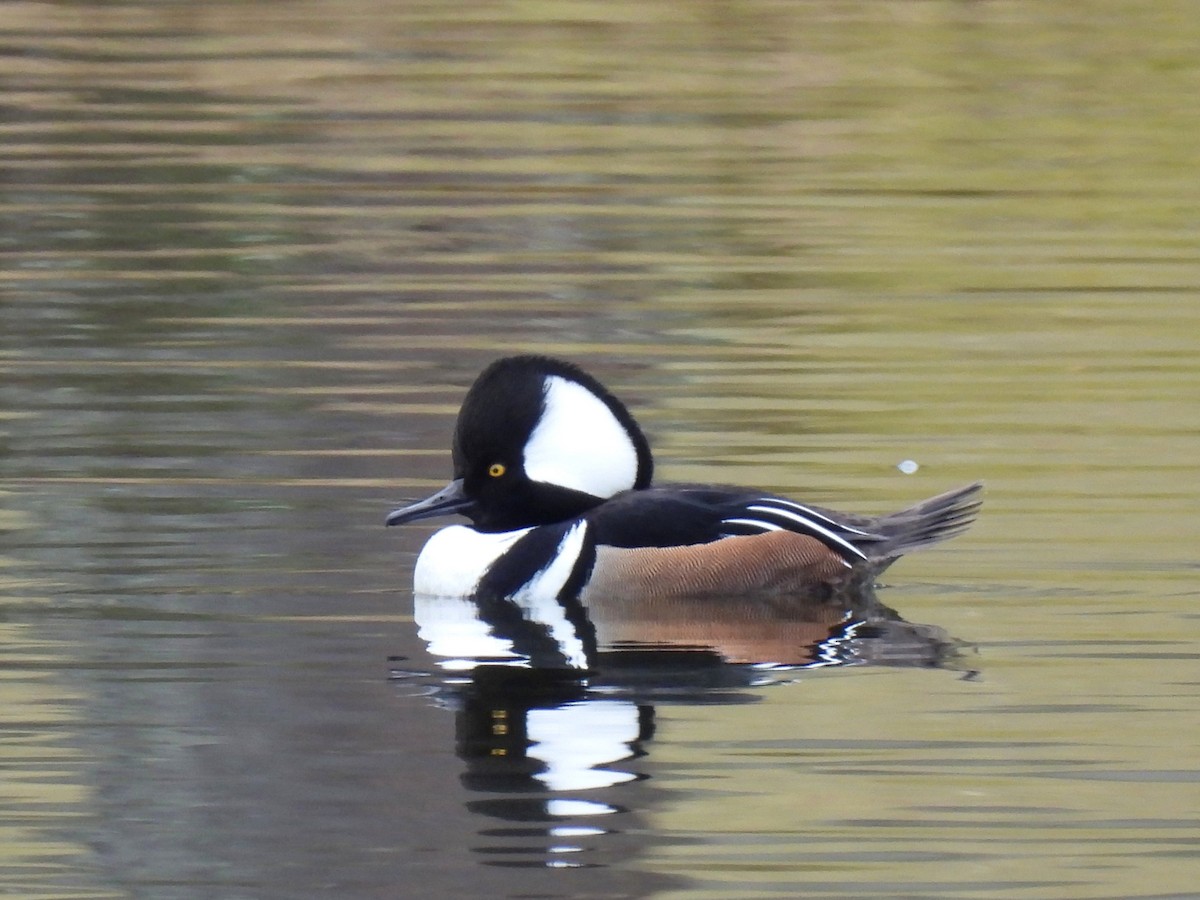 Mass Audubon eBird Checklist - 22 Jan 2023 - Forest Hills Cemetery - 20 ...