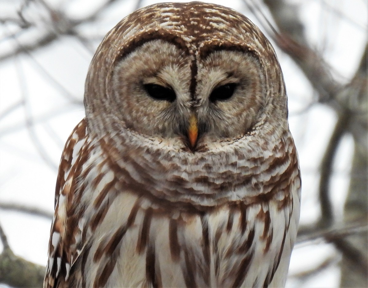 eBird Checklist - 22 Jan 2023 - Parker River NWR - 19 species