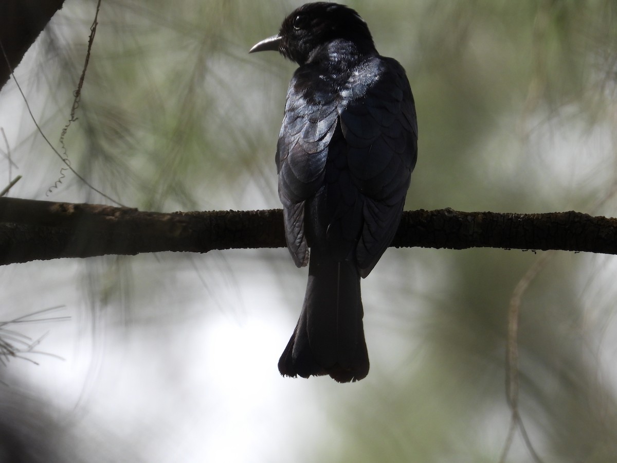 eBird Checklist - 8 Jan 2023 - Coney Island (Serangoon Island) - 12 species