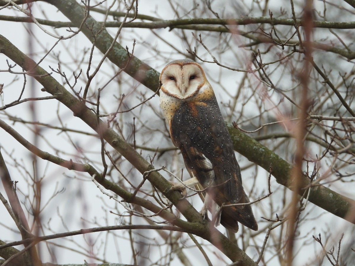 eBird Checklist - 18 Jan 2023 - Time & Optics - 14 species