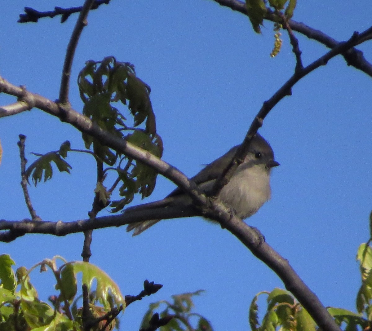 eBird Checklist - 27 Mar 2017 - Blue Ridge Rd.--Mt. Vaca area - 23 ...
