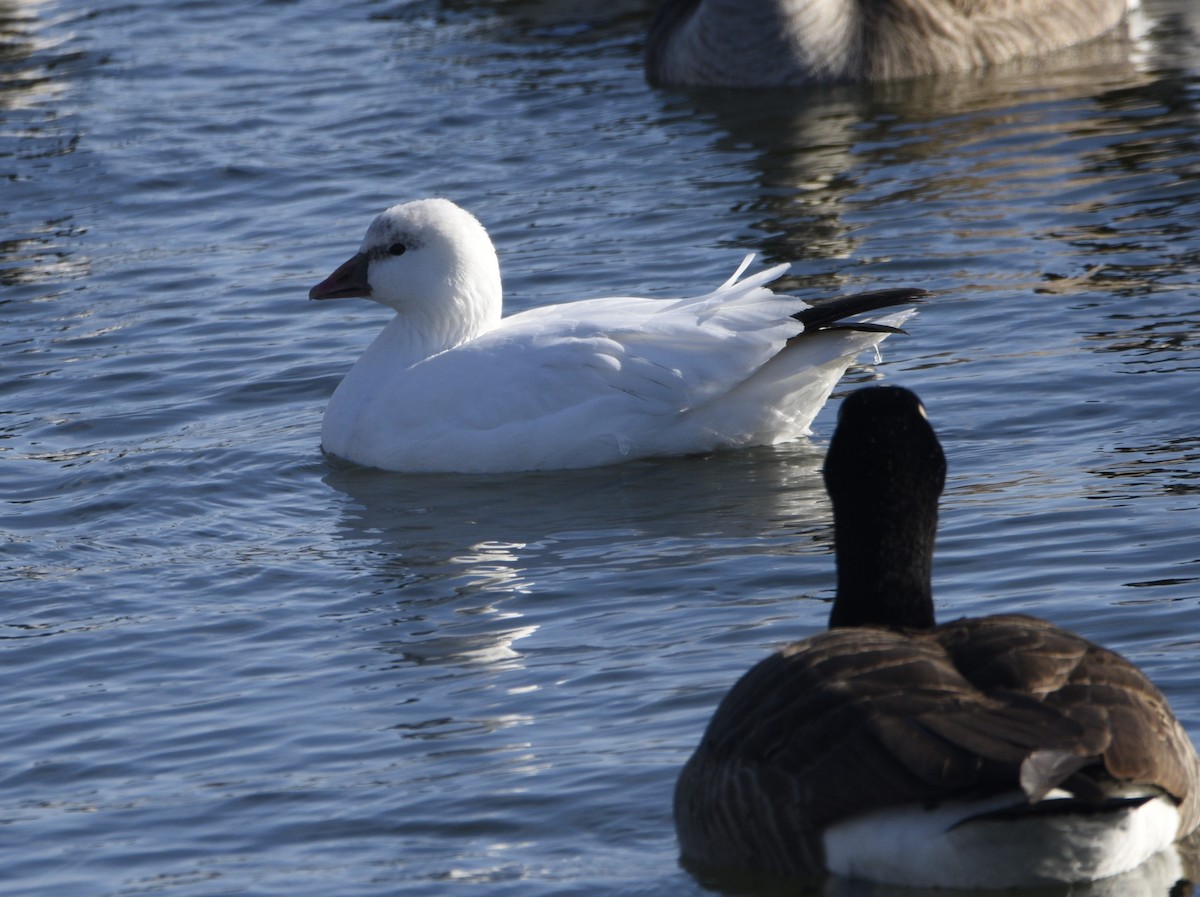 eBird Checklist - 23 Jan 2023 - Oconomowoc River--Riverside Park to ...